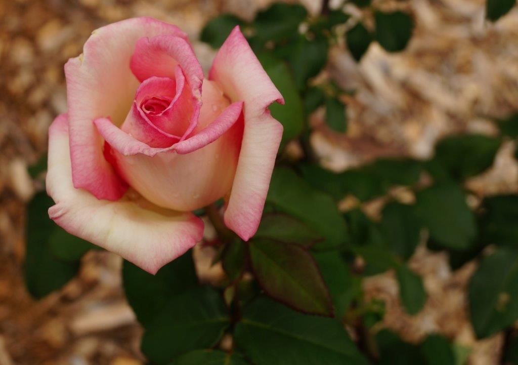 pink-enchantment – Roses Unlimited