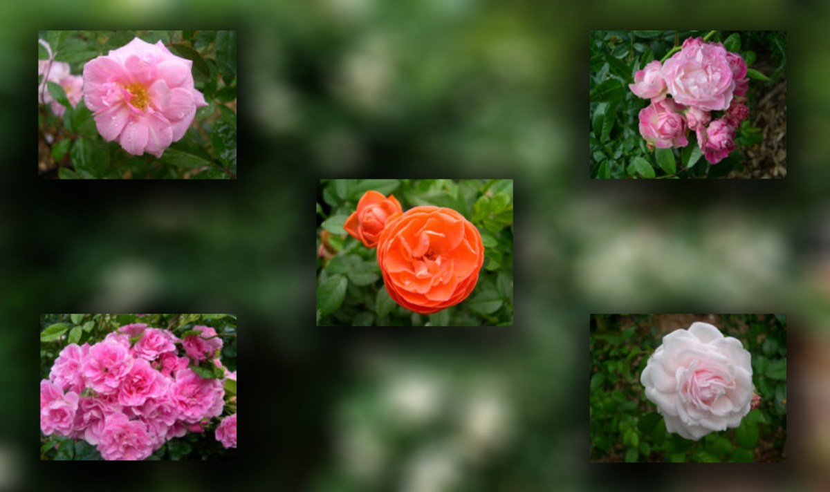Polyantha – Roses Unlimited