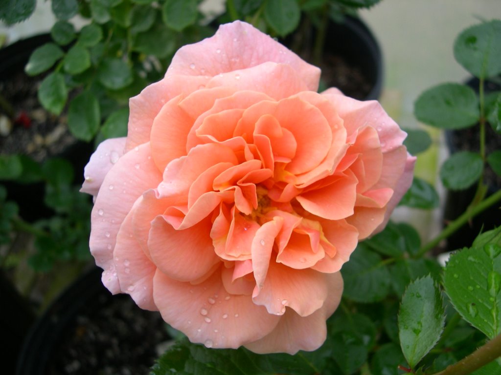 Buck Shrub Roses – Roses Unlimited