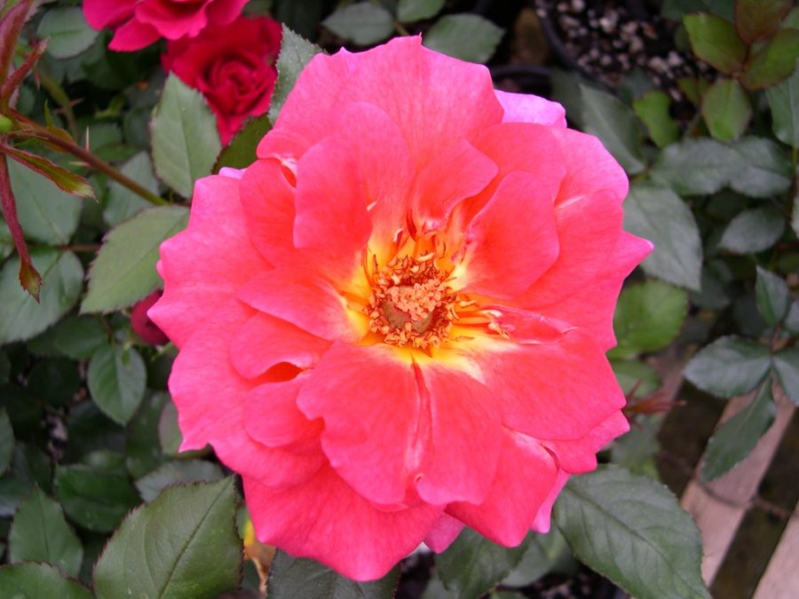 Buck Shrub Roses – Roses Unlimited