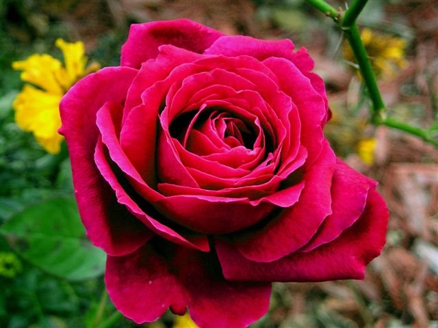 Buck Shrub Roses – Roses Unlimited