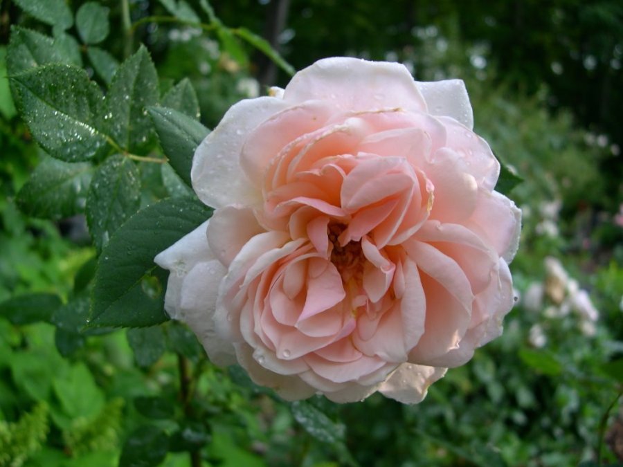 Buck Shrub Roses – Roses Unlimited