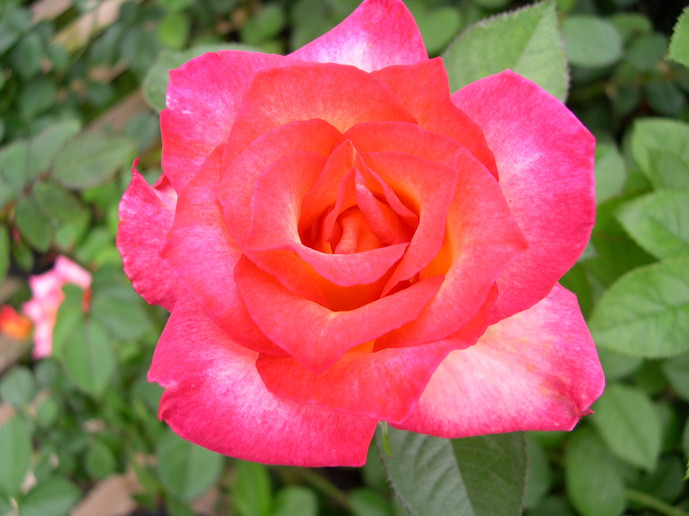 Rainbow Sorbet – Roses Unlimited