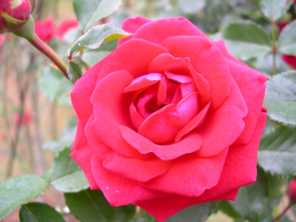 red-new-dawn – Roses Unlimited