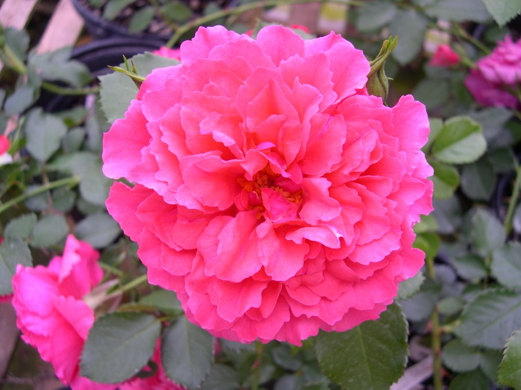 rosarium-uetersen – Roses Unlimited
