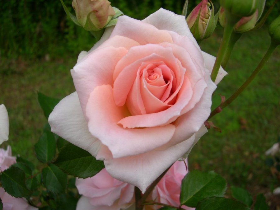 Buck Shrub Roses – Roses Unlimited