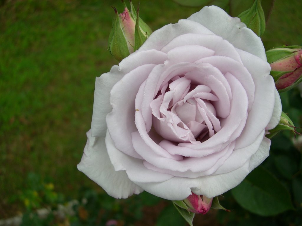 Buck Shrub Roses – Roses Unlimited