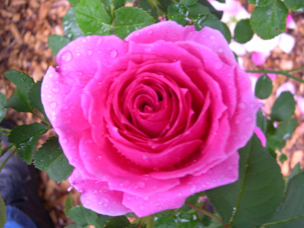 Buck Shrub Roses – Roses Unlimited