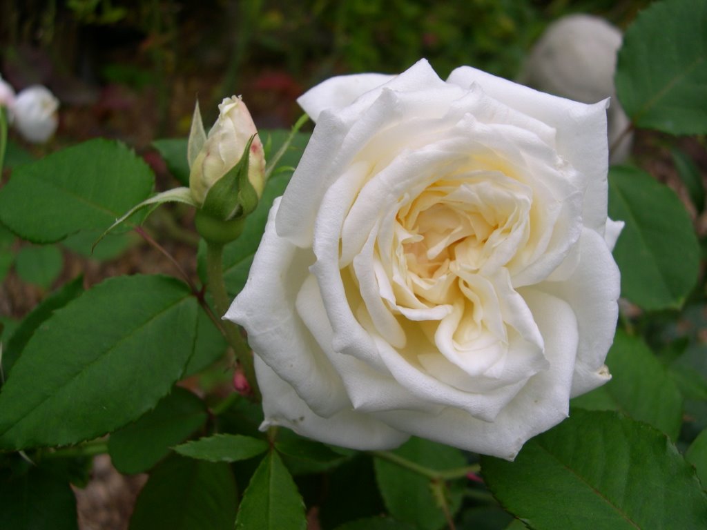snowbird – Roses Unlimited