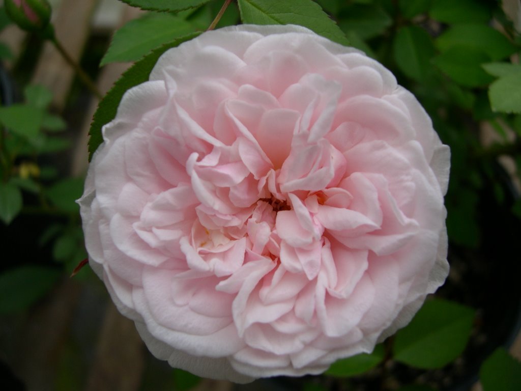 Chinas – Roses Unlimited