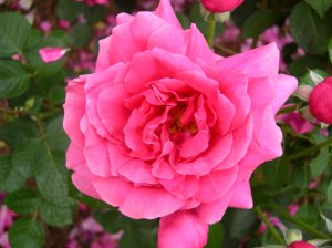 Buck Shrub Roses – Roses Unlimited