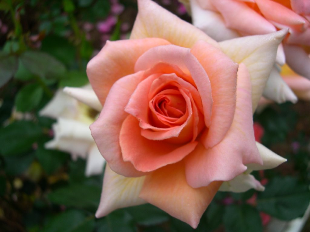Buck Shrub Roses – Roses Unlimited