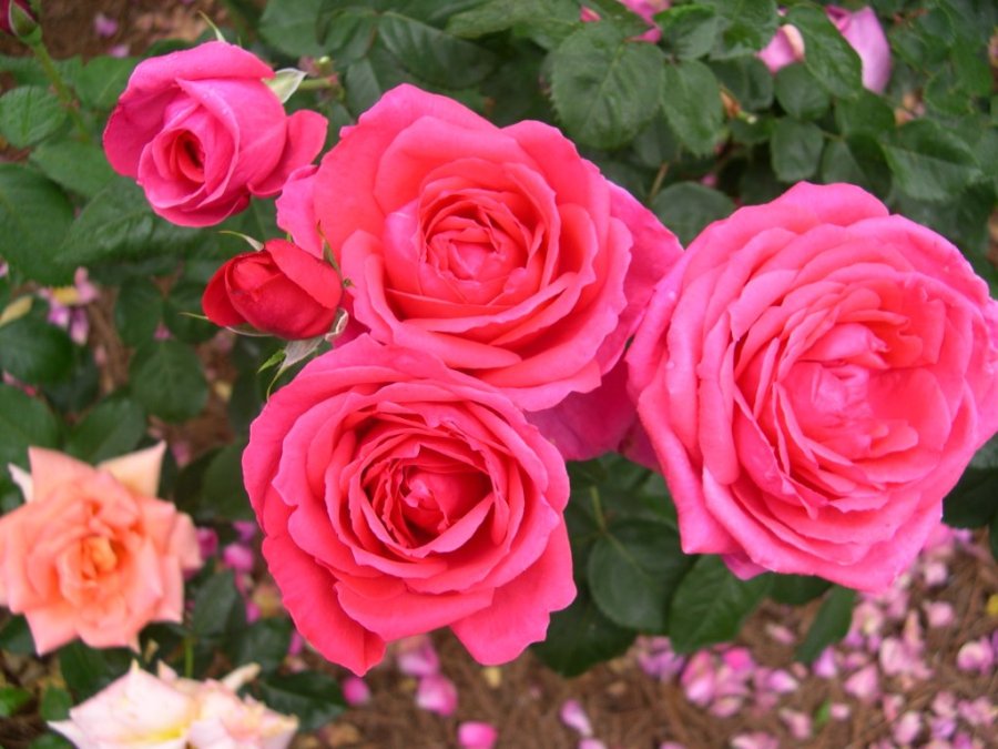 Buck Shrub Roses – Roses Unlimited