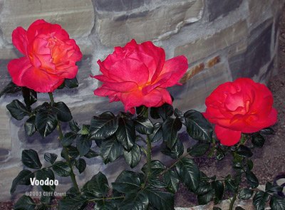 voodoo – Roses Unlimited