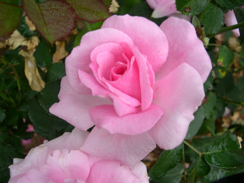 Buck Shrub Roses – Roses Unlimited