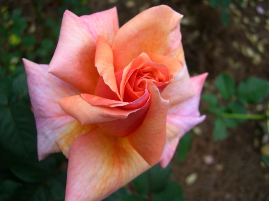 Buck Shrub Roses – Roses Unlimited