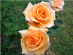 Buck Shrub Roses – Roses Unlimited